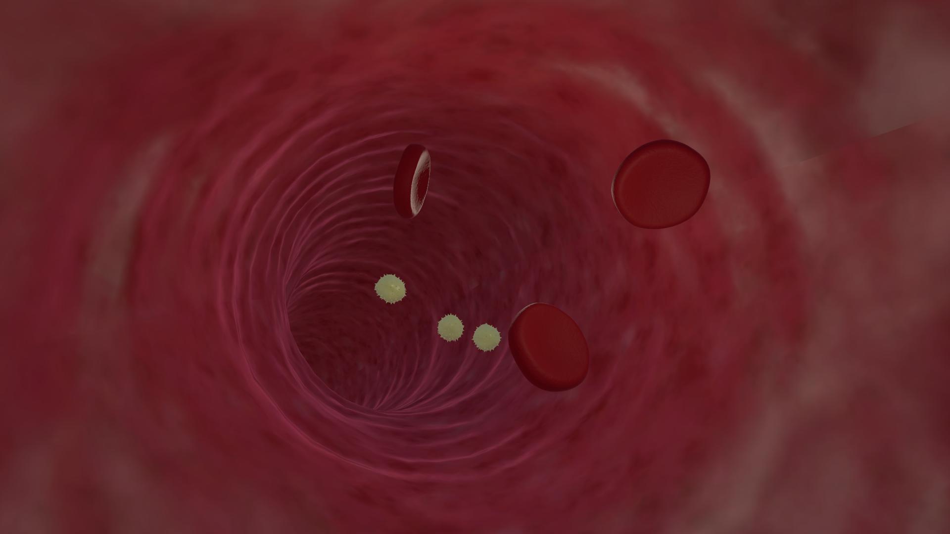 Human Anatomy - Blood Vessel - Acadicus Wiki