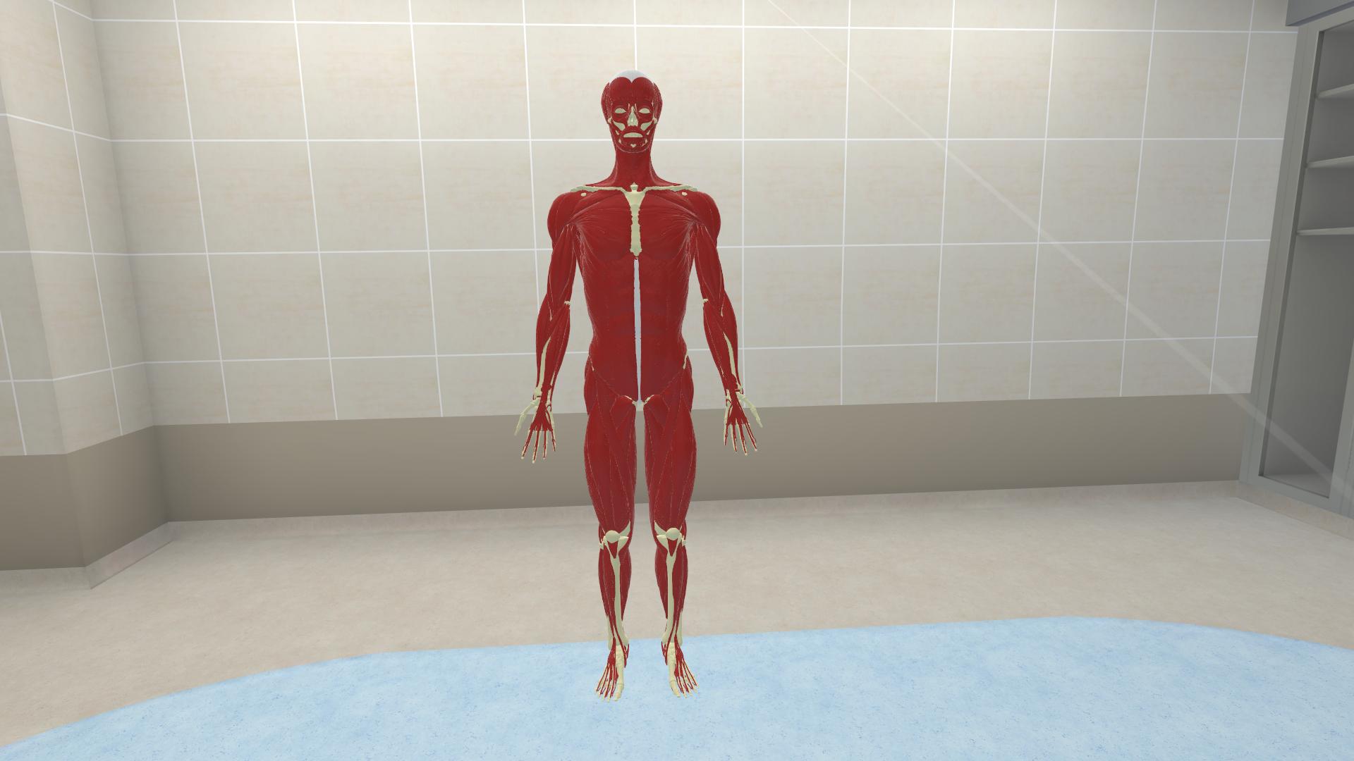 Human Anatomy - Muscular System - Acadicus Wiki