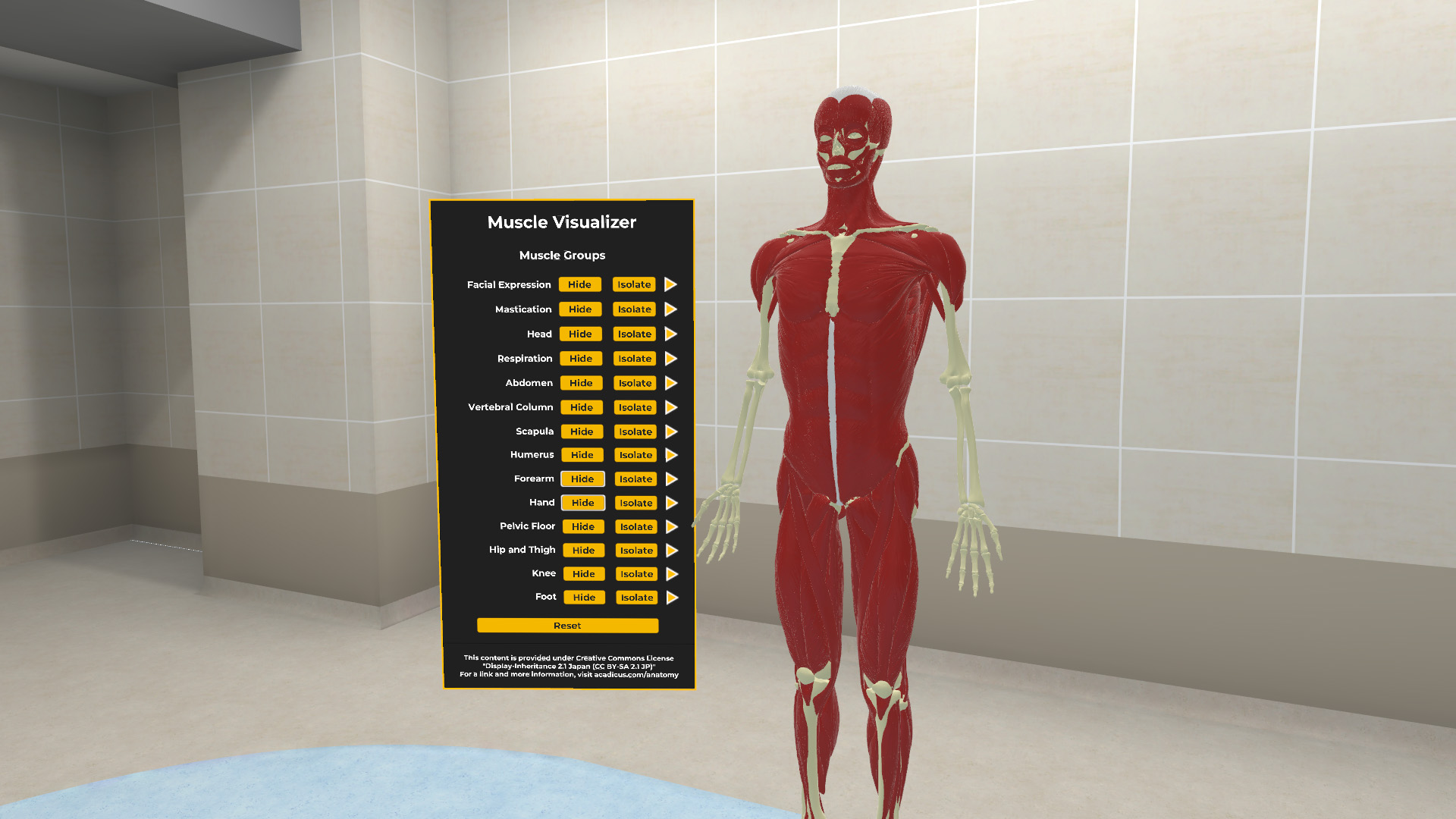 Human Anatomy - Muscular System - Acadicus Wiki