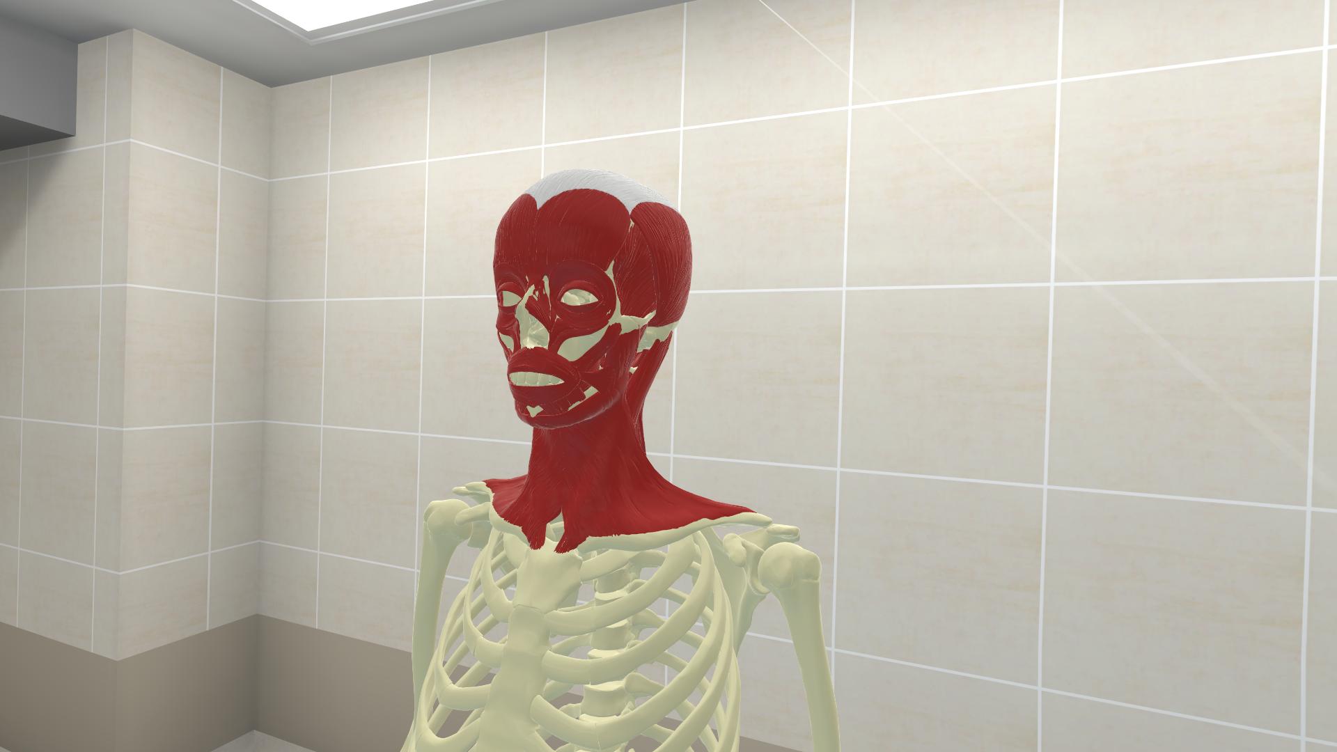 Human Anatomy - Muscular System - Acadicus Wiki