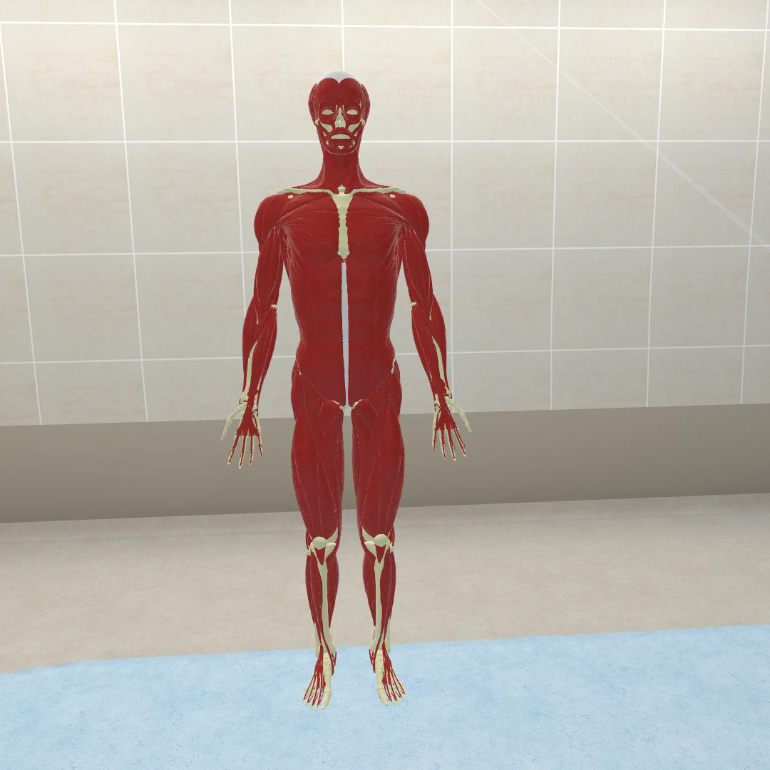 Human Anatomy - Muscular System - Acadicus Wiki